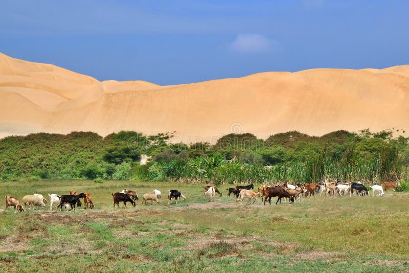 Animals in the Oasis. Peruvian Desert Stock Photo - Image of ...