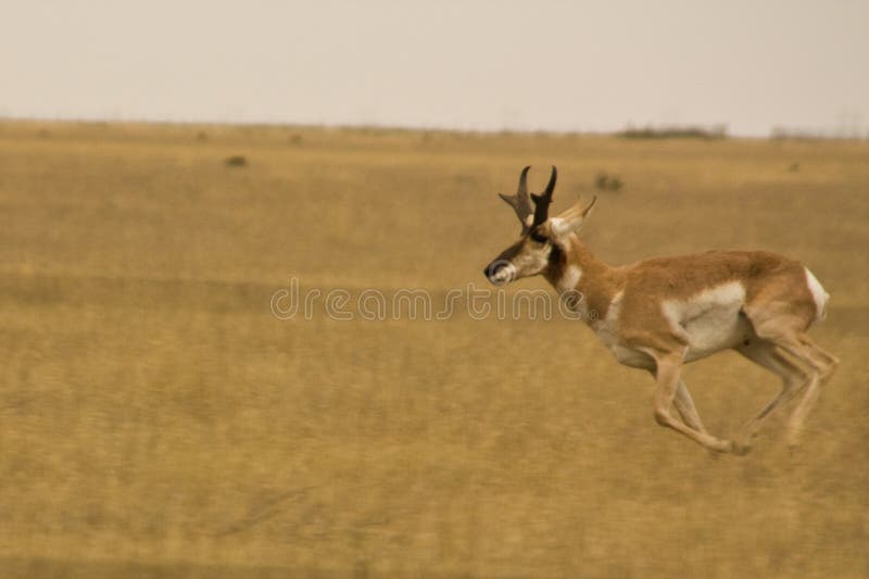 Pronghorn Antelope Running