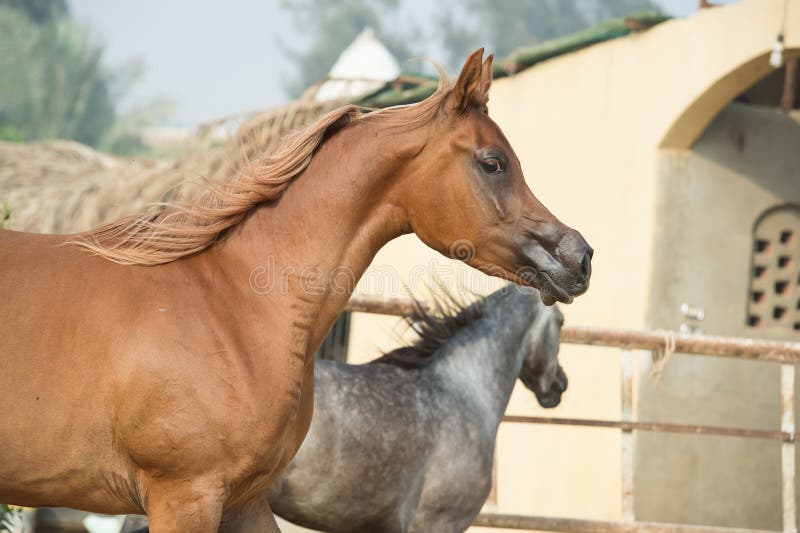 Running Arabian Horses in the Paddock Stock Image - Image of arab ... Running Arabian Horses in the Paddock Stock Image - Image of arab ...