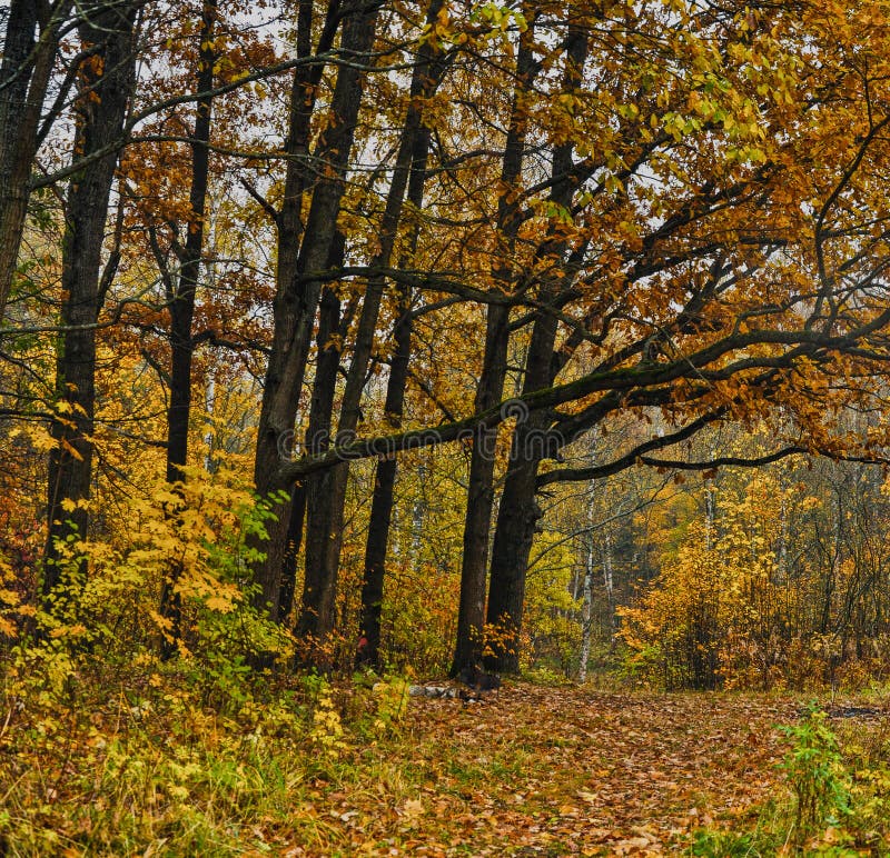 Running autumn Park stock image. Image of maples, cloudy - 81285689