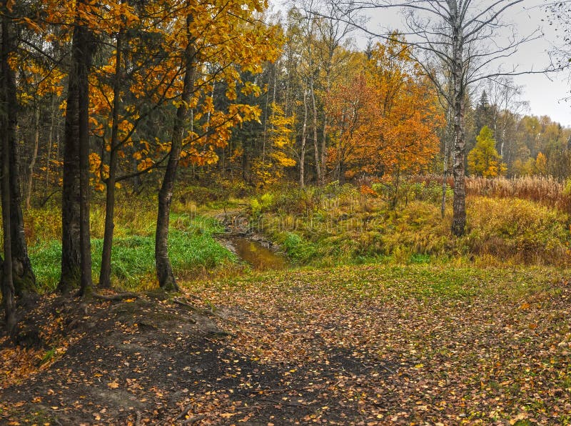 Running autumn Park stock photo. Image of benches, leaves - 81414160