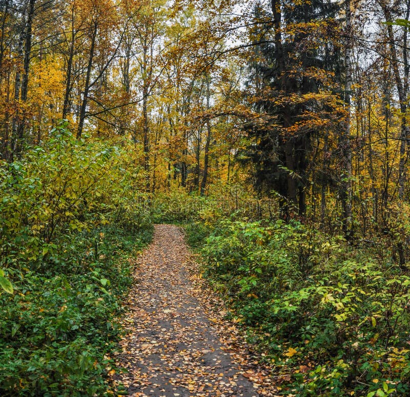 Running autumn Park stock photo. Image of beauty, forest - 81417966