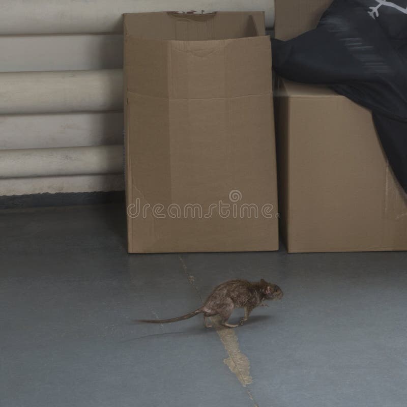 Running Away Gray Rat. Baiting Rodents Stock Photo - Image of food ...
