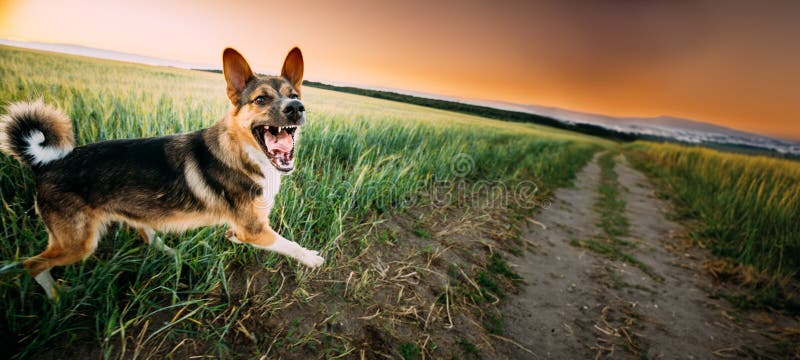 Angry Mixed Breed Staffy Dog ,headshot Stock Image - Image of animal ...