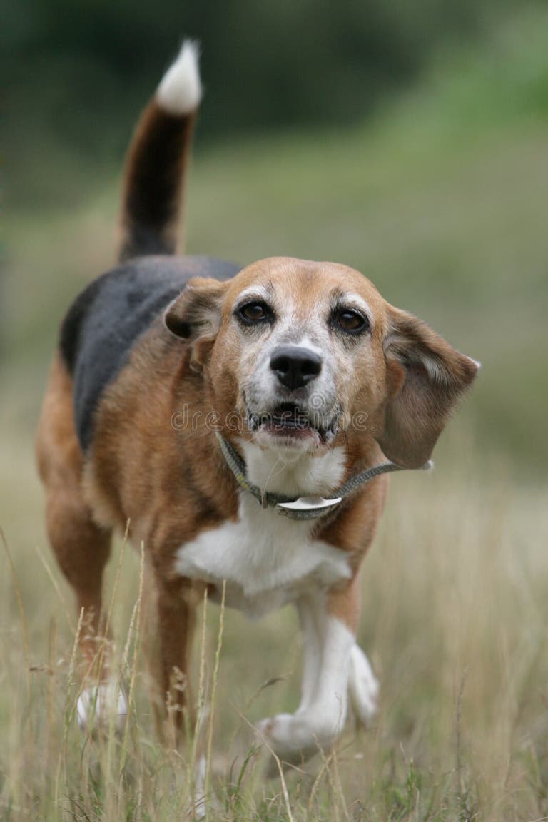 3,377 Old Dog Running Stock Photos - Free & Royalty-Free Stock Photos ...