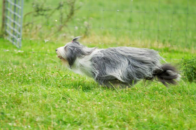 Running Bearded Border Collie Dog Stock Photo - Image of outdoors ...