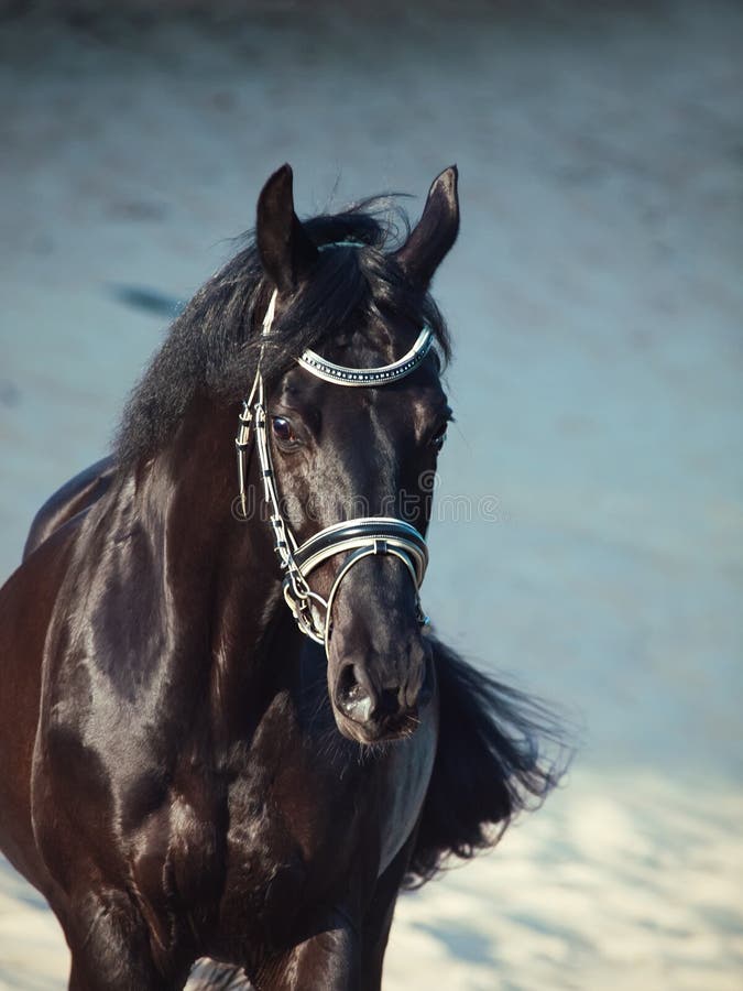 Running Beautiful Black Stallion in the Desert Stock Image - Image of ...
