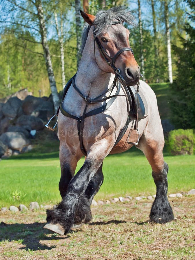 Running Belgian Draught Horse. Stock Photo - Image of lighting, action ...