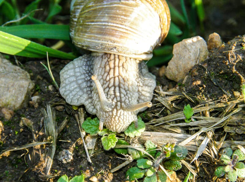 Running big snail stock photo. Image of metaphor, active - 103782446