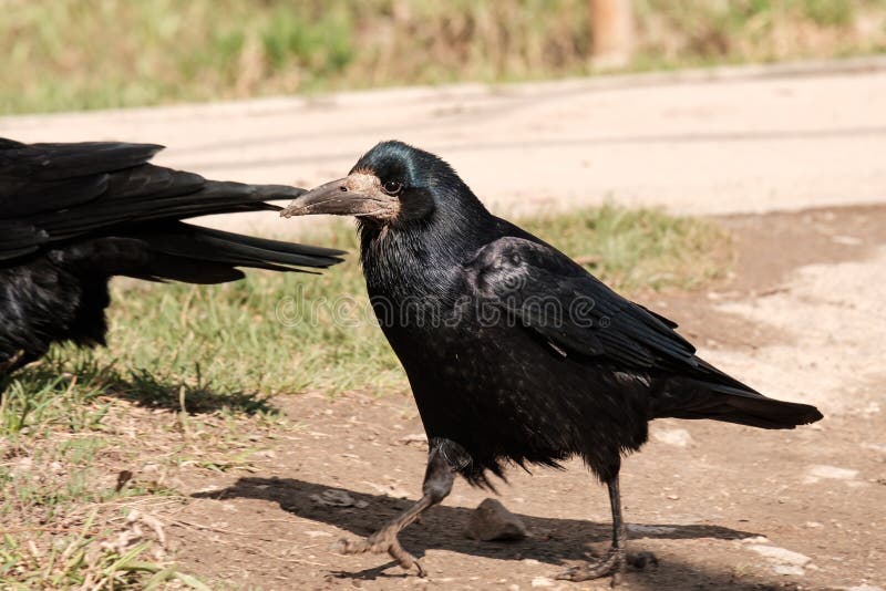 Running Bird Rook on the Background of Trails and Grass Stock Image ...