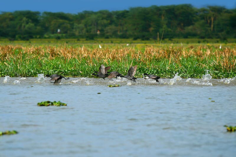 Running birds stock photo. Image of outdoor, flock, park - 11522230