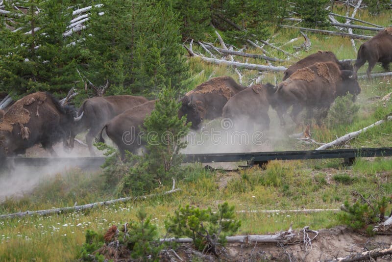 Running bison heard stock photo. Image of heard, mammal - 44614830