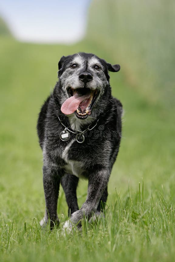 3,377 Old Dog Running Stock Photos - Free & Royalty-Free Stock Photos ...
