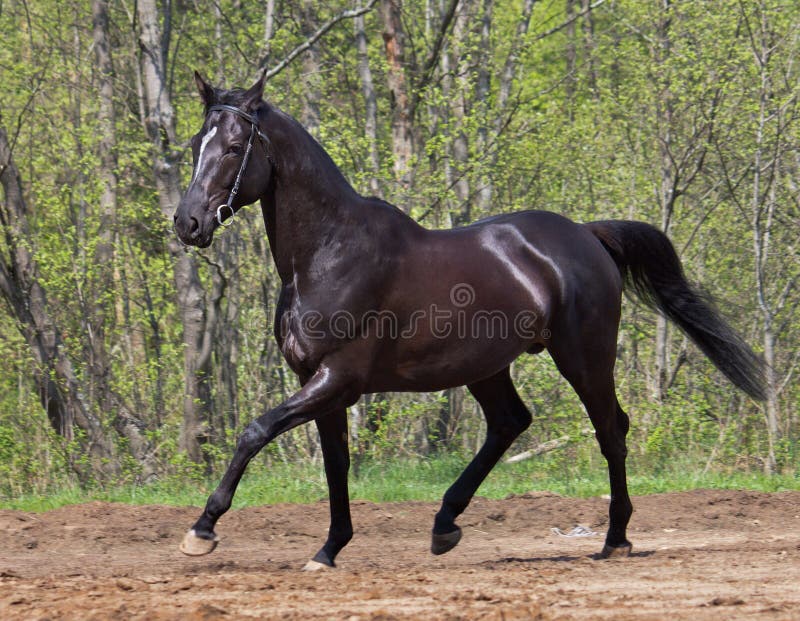 Black Horse Running at a Trot Stock Photo - Image of horse, movement ...