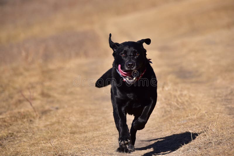 Jeff Dutton (1613483abltd) - Photographer profile