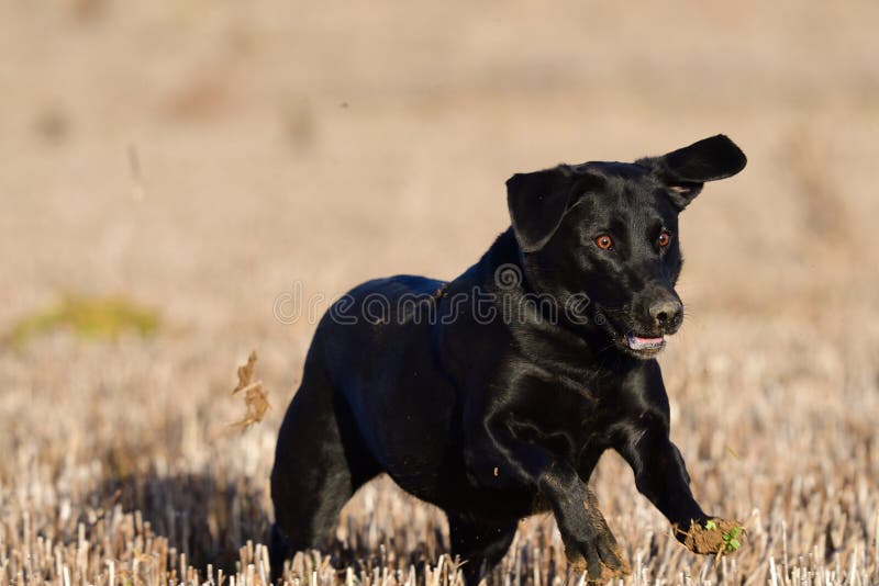 Running black labrador stock photo. Image of adorable - 106911124