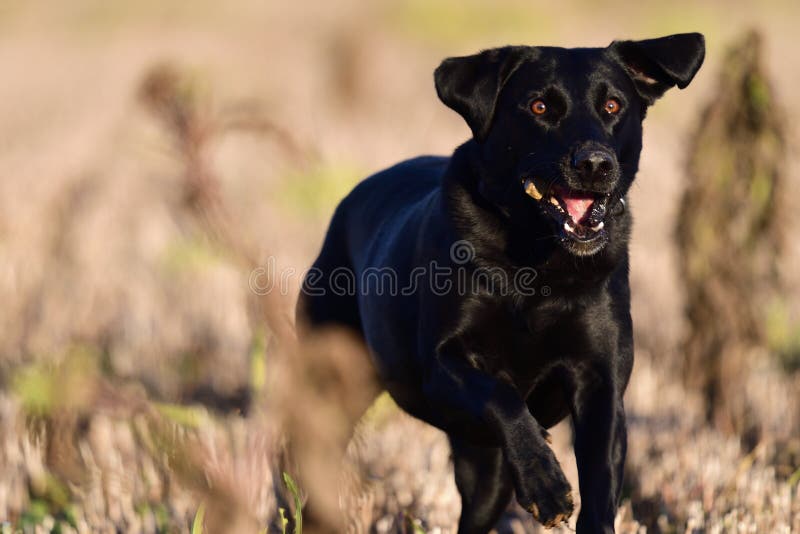 Running black labrador stock photo. Image of purebred - 106853818