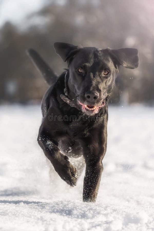 Black Labrador Running stock image. Image of leap, flap - 7588911