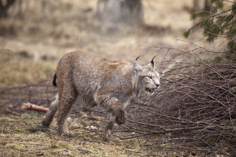 Running bobcat stock image. Image of endangered, animal - 30441169