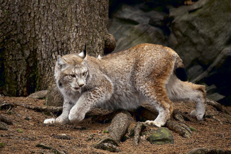 Running bobcat stock photo. Image of predator, closeup - 30920330