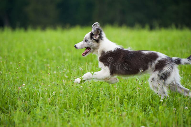 Running border collie stock photo. Image of smile, collie - 46068258