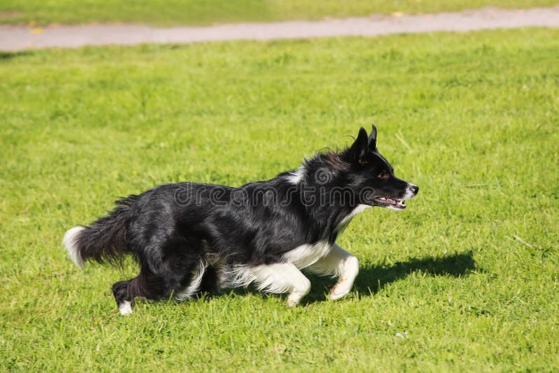 Running border collie stock image. Image of outdoor, friend - 39643651