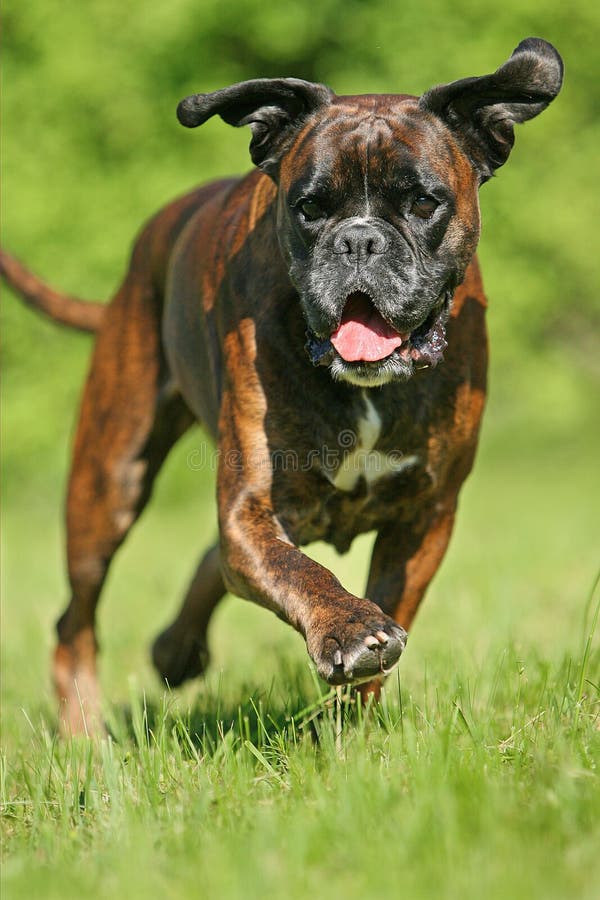 Running Boxer dog stock photo. Image of floppy, calm - 12256430