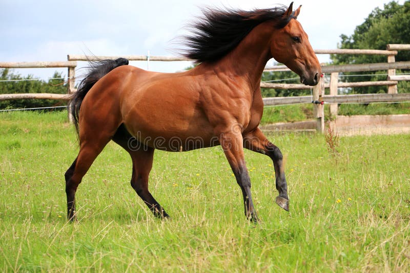 Beautiful Brown Horse Running Trot Stock Image - Image of thoroughbred ...
