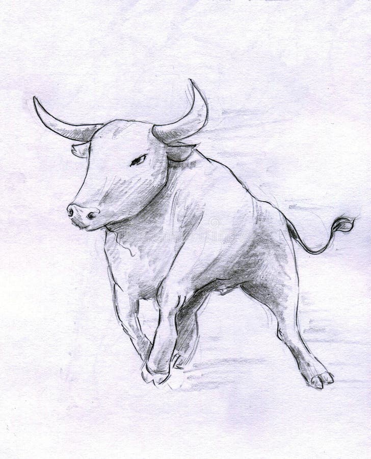 Bull Sketches Stock Illustrations – 119 Bull Sketches Stock ...