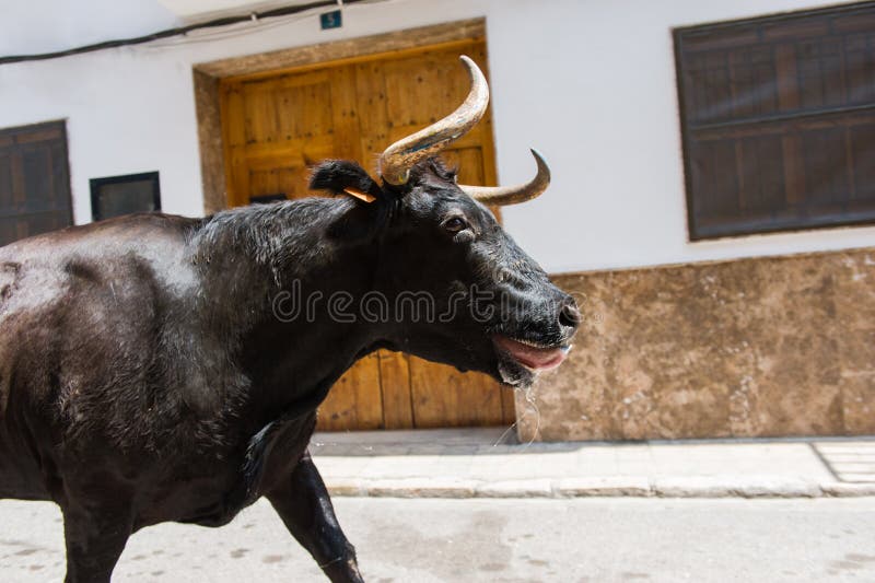 Running bull stock photo. Image of horns, animal, festival - 33494812