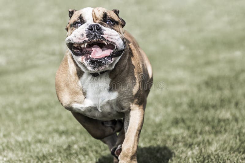 238 Fierce Bulldog Stock Photos - Free & Royalty-Free Stock Photos from ...