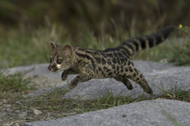 Genetta tigrina running stock photo. Image of animal - 245373240