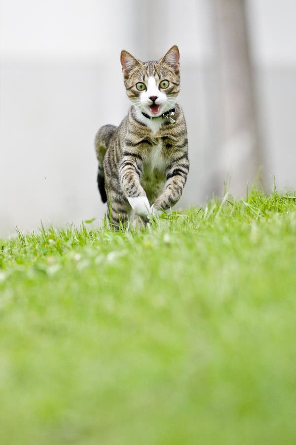 Running Cat stock photo. Image of garden, head, domestic - 12919592