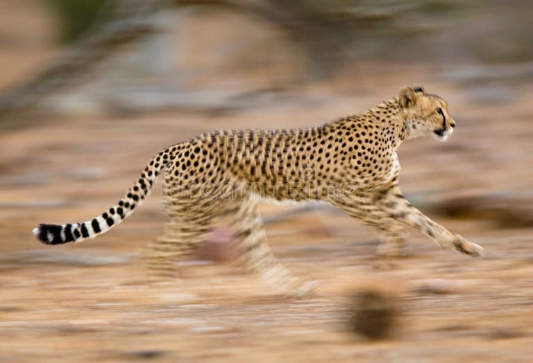 Running cheetah stock image. Image of tail, long, wildlife - 21663115