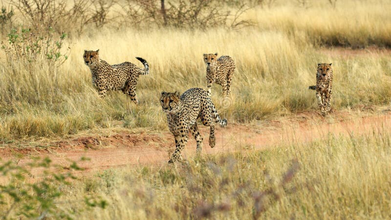 Running cheetahs stock image. Image of feline, danger - 1010401