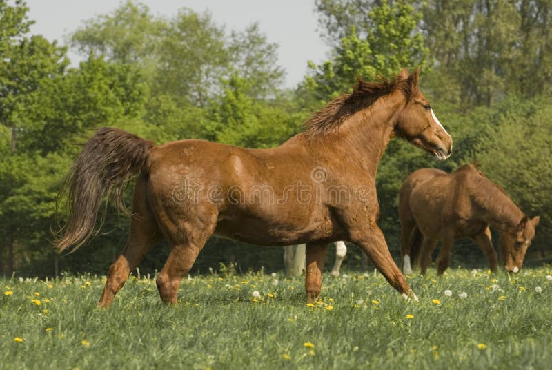 Chestnut Horse Running Wild Stock Image - Image of sorrel ...