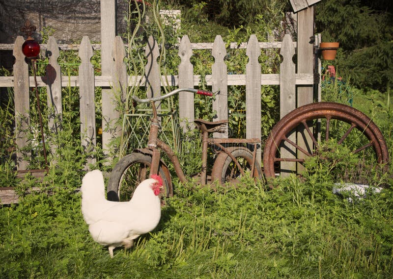 Running Chicken stock image. Image of antique, iron, garden - 43421835