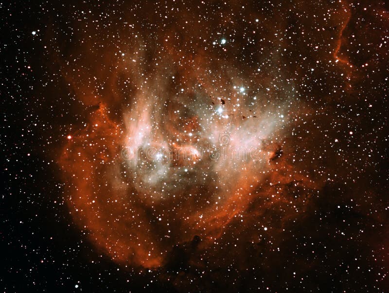 Running chicken stock vector. Illustration of rooster - 60500385