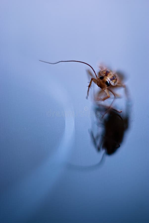Running cockroach stock photo. Image of animals, running - 11166288