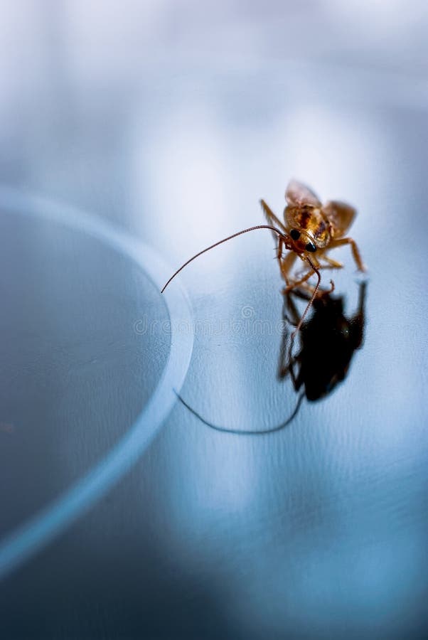 Running cockroach stock photo. Image of velocity, disgust - 12943042