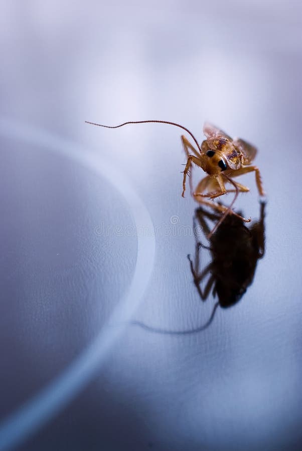 Running cockroach stock photo. Image of back, background - 14356334