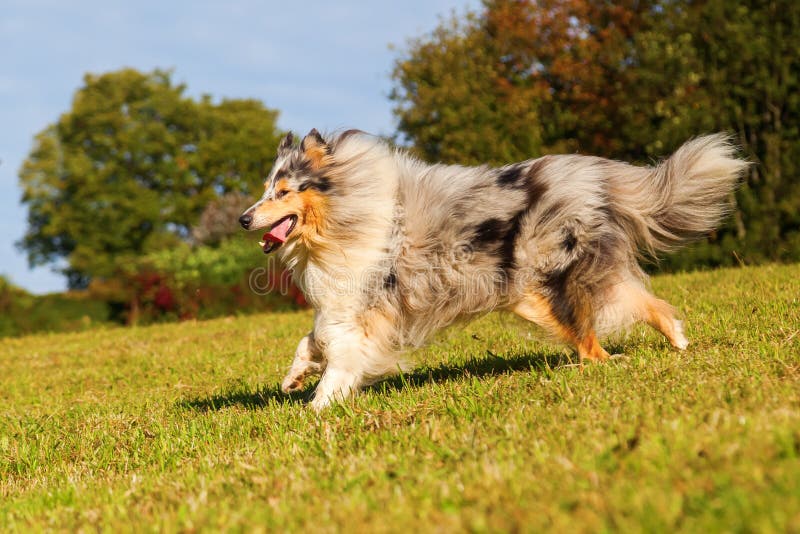 Running collie dog stock photo. Image of hair, meadow - 63935536