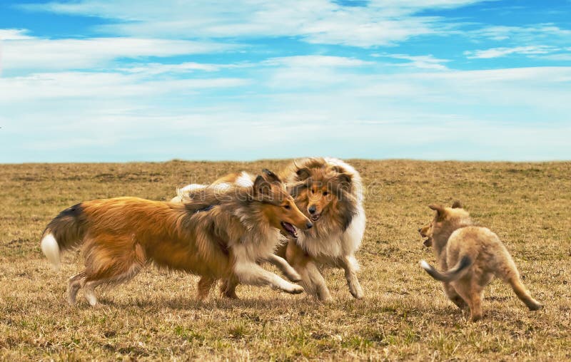 793 Three Dogs Running Stock Photos - Free & Royalty-Free Stock Photos ...