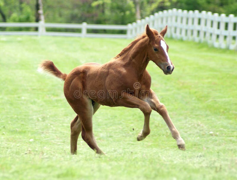 Running colt stock image. Image of playing, brown, colt - 8798641