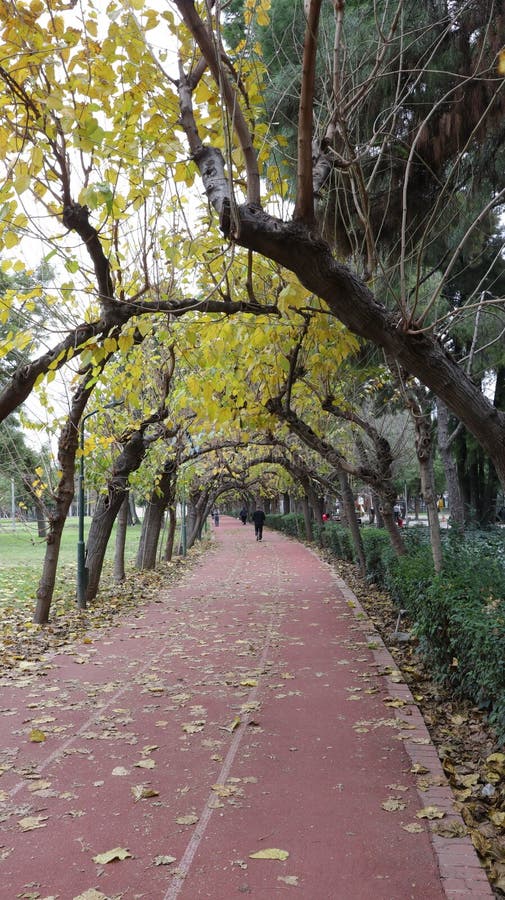 Running Course Welcomed by Trees Stock Image - Image of forest, grove ...