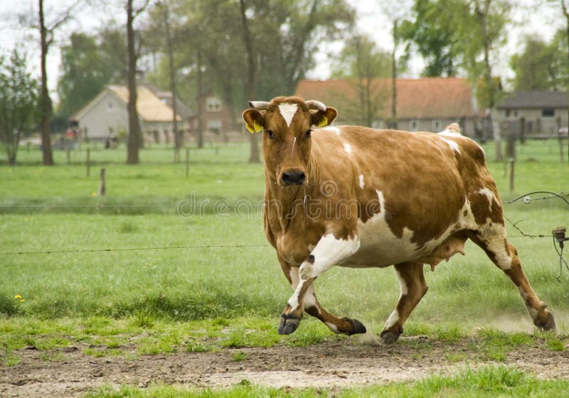 Running cow stock image. Image of farm, movement, country - 2445709