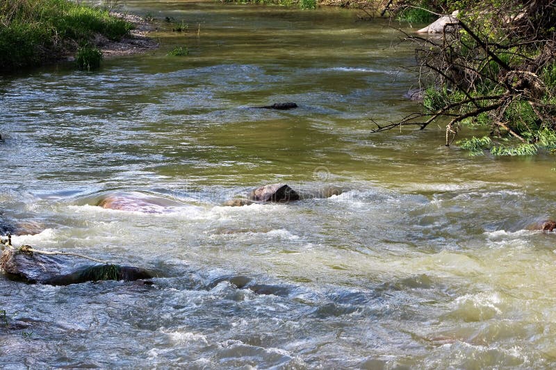 A running creek stock image. Image of cool, life, forest - 990669