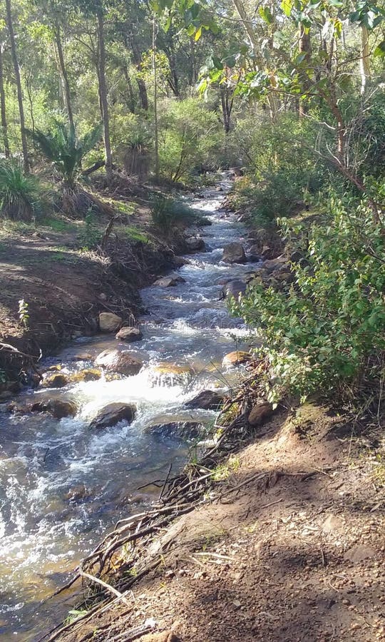 A running creek stock image. Image of cool, life, forest - 990669