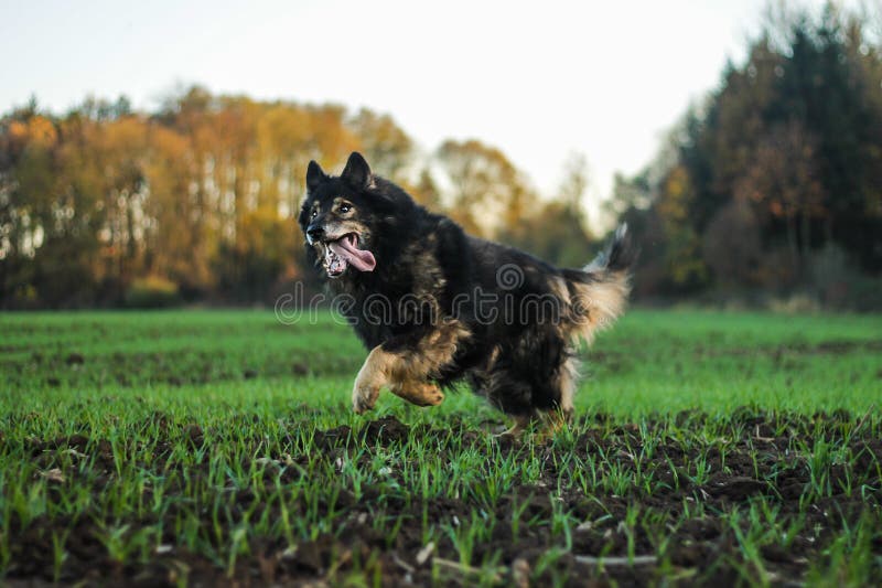 3,185 Old Dog Running Stock Photos - Free & Royalty-Free Stock Photos ...