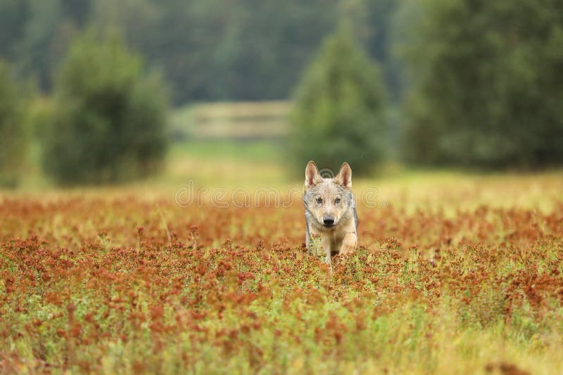 Running Cub of Eurasian Wolf in Autumn Meadow - Canis Lupus - Front ...